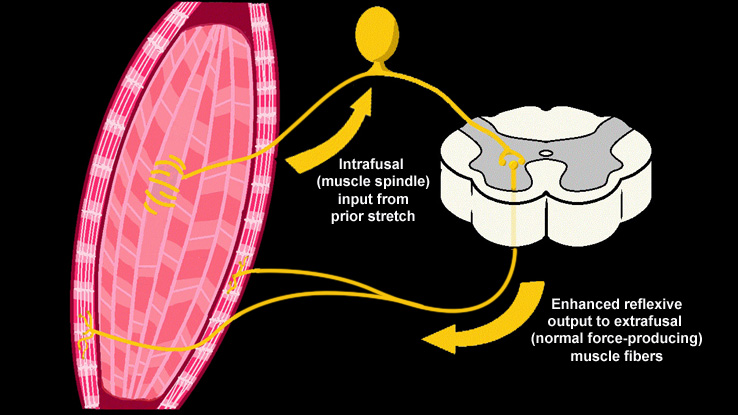 Atrial Stretch Reflex