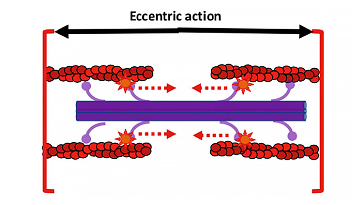 The Truth About Time Under Tension